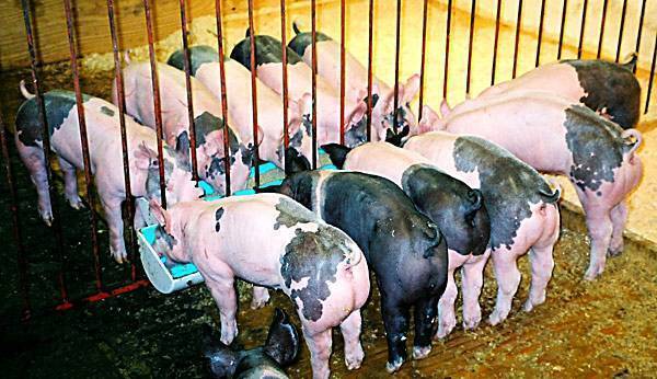 Pigs in the Purple Sale